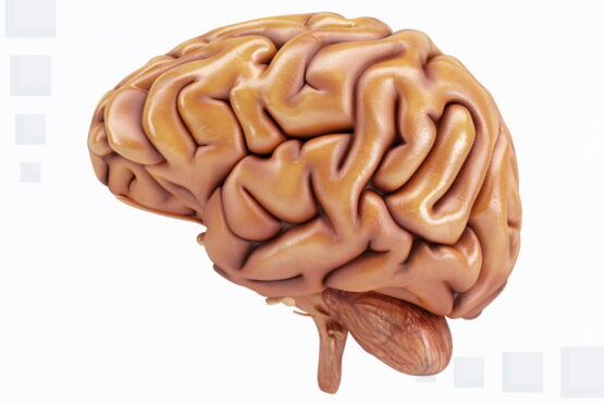 Developmental Abnormalities of the Brain - Lone Star Neurology