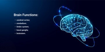 The Brain Anatomy and its Functions - Lone Star Neurology