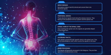 How Pain Works: The Nervous System's Response Explained