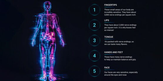 How Many Nerves Are in the Human Body? Find Out